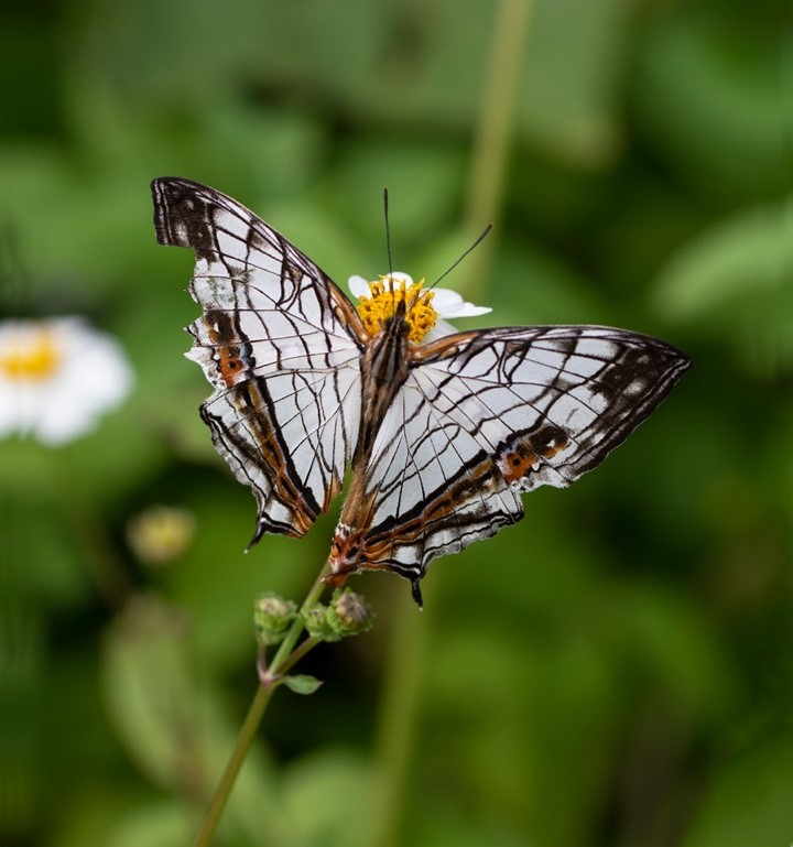 Butterfly Totem & Symbolism – The Spirit of Metamorphosis – AnimalTotem.com