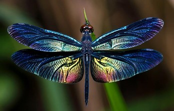 Dragonfly Totem & Symbolism – The Spirit of Transformation ...