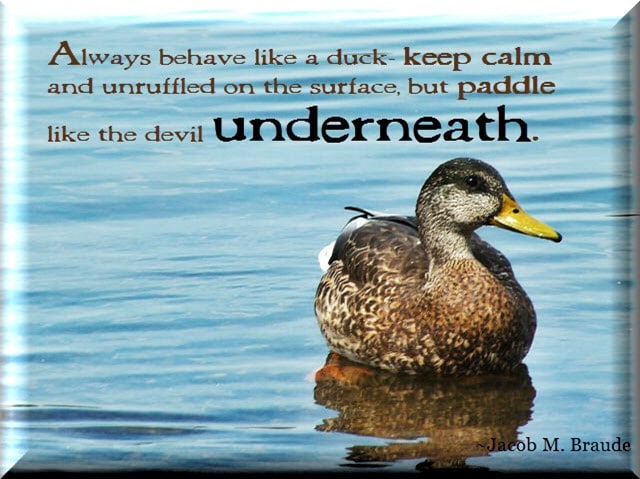 Duck Totem & Symbolism – The Spirit of Living in the Moment ...