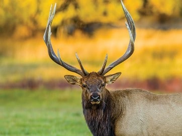 Elk Totem & Symbolism – The Spirit of Nobility – AnimalTotem.com