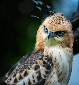 Hawk Totem & Symbolism – The Spirit of Foresight – AnimalTotem.com