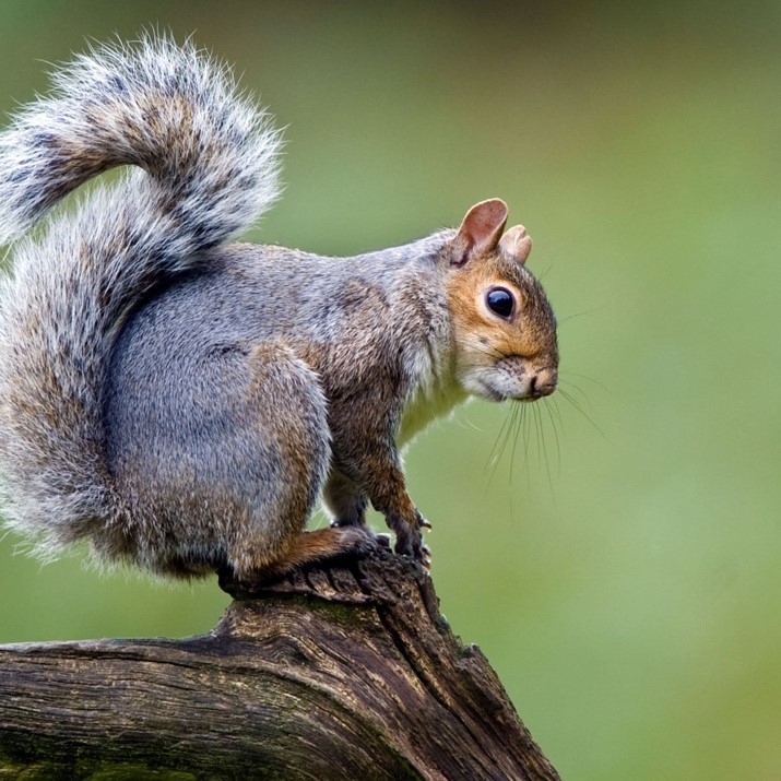 Squirrel Totem & Symbolism – The Spirit of Readiness – AnimalTotem.com